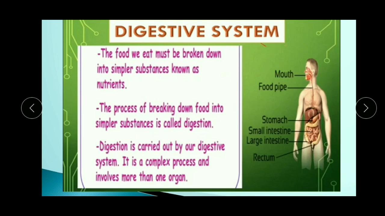 Class- 3rd / Science Chapter-5 (The Human Body - Explanation ) - YouTube