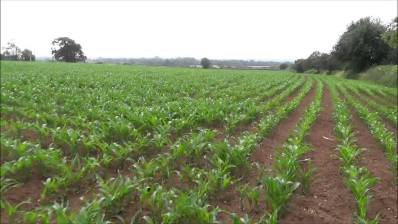 Visiting the maize crop and newly planted oak trees - YouTube