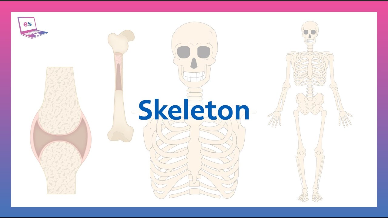 The Human Skeleton: Structure, Functions & Key Bones! 🦴💀 #ExamSorted ...