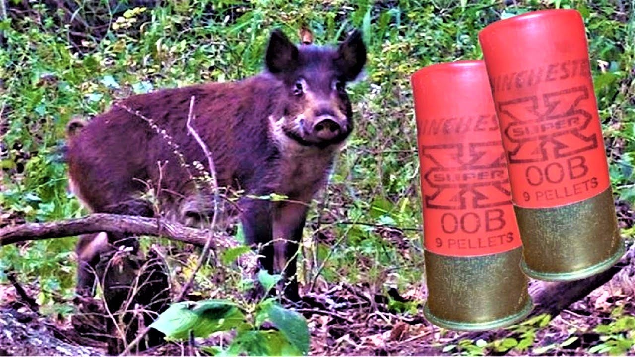 BUCKSHOT DROPS WILD HOG! 12 GAUGE SHOTGUN! - YouTube