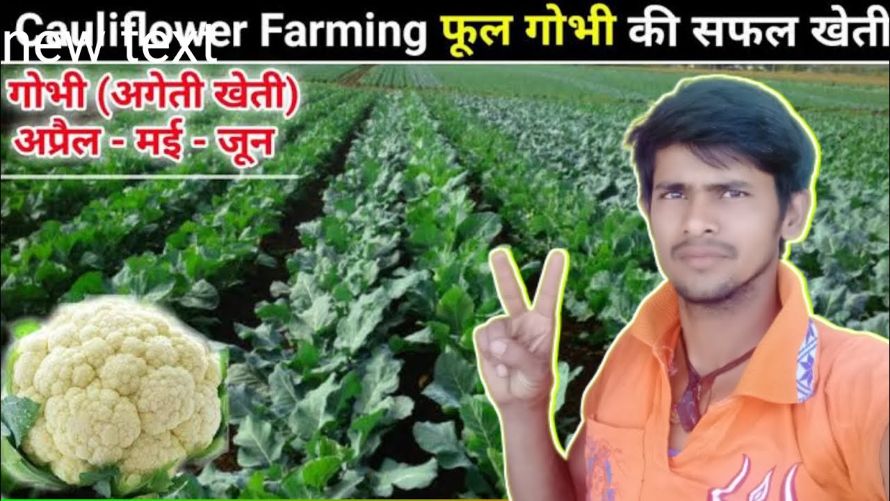 cauliflower farming full gobhi ki safal kheti manoj ch vlog my Dally ...