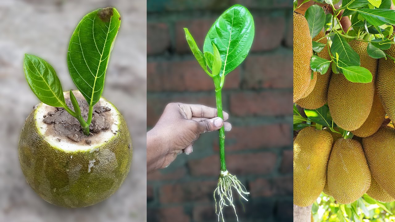 How to grow jackfruit from Buds in Grapefruit for beginners - YouTube