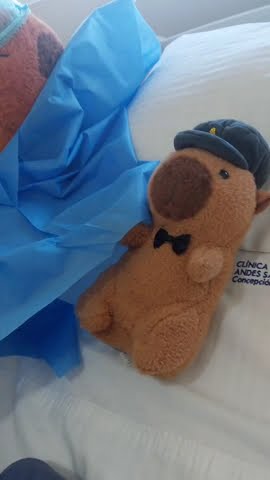 Capibara en Cirugía Clinica #capybara #hospital #capibara - YouTube
