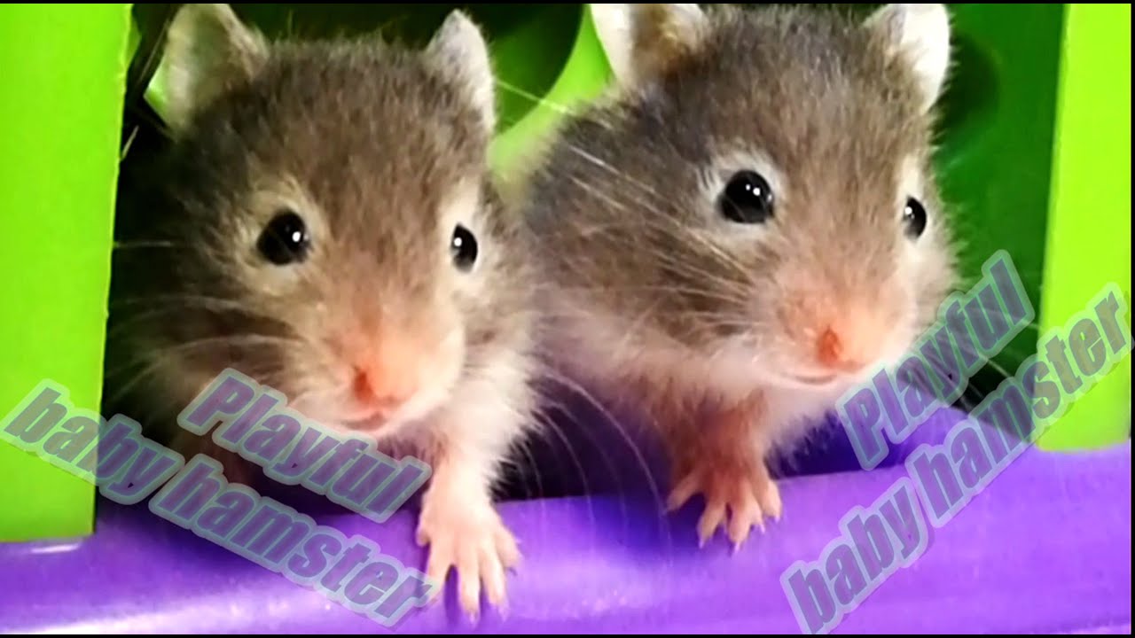 Playful baby hamster | Hamster cub - YouTube