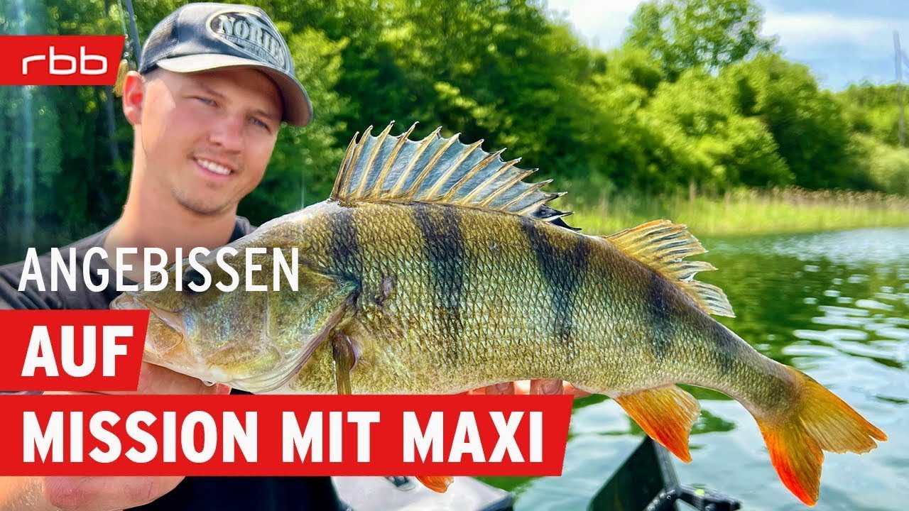 Sommerangeln Maximal: Wir wollen den 40er Barsch | mit Maxi Murawski ...