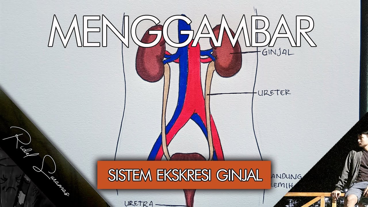 Cara Menggambar Sistem Ekskresi Ginjal - YouTube