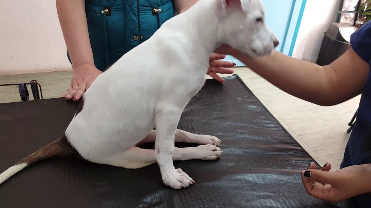 Neurología Veterinaria Cachorro con paraparesia no ambulatoria - YouTube