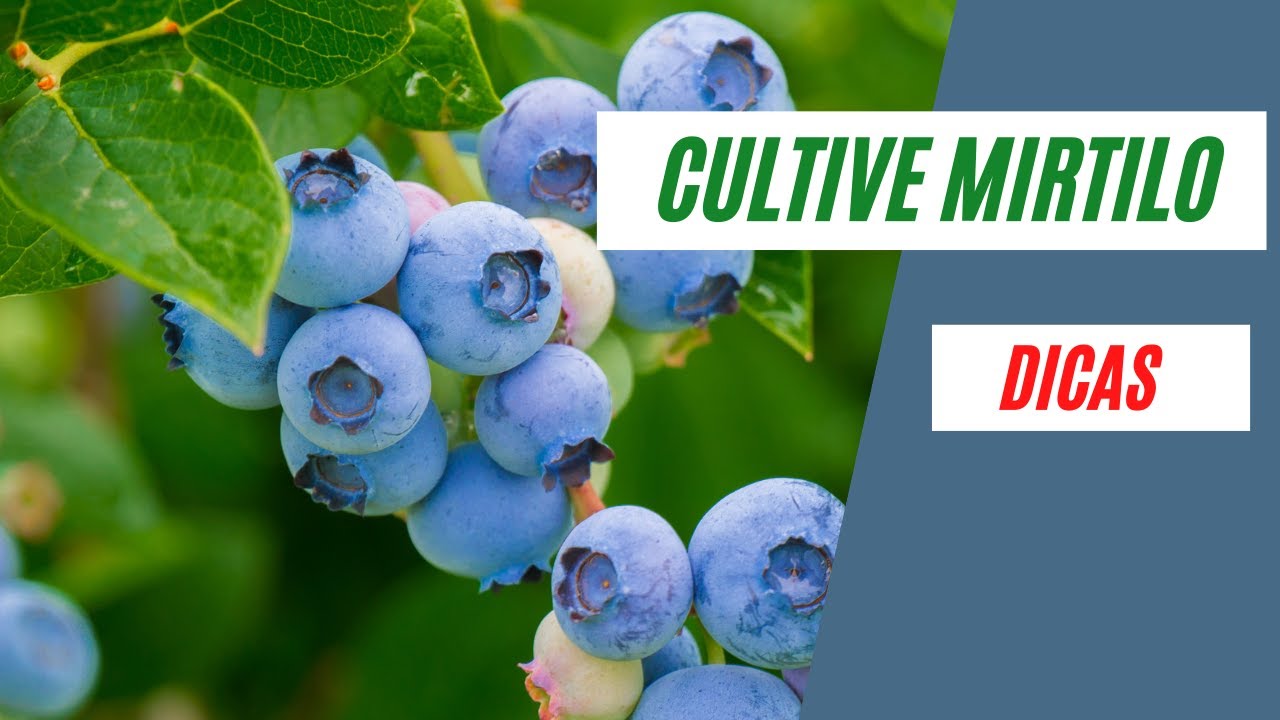 MIRTILO/blueberry, frutos maduros, suco, fruto da longevidade. - YouTube