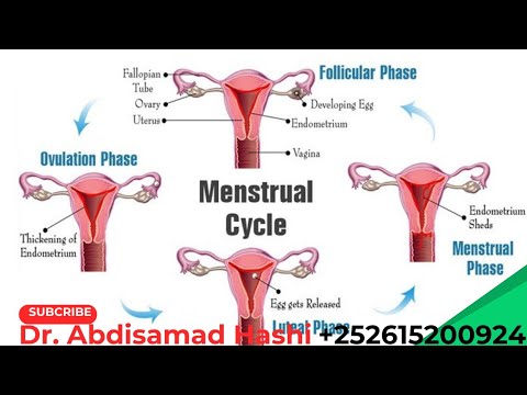 Control of Female Reproductive System - YouTube
