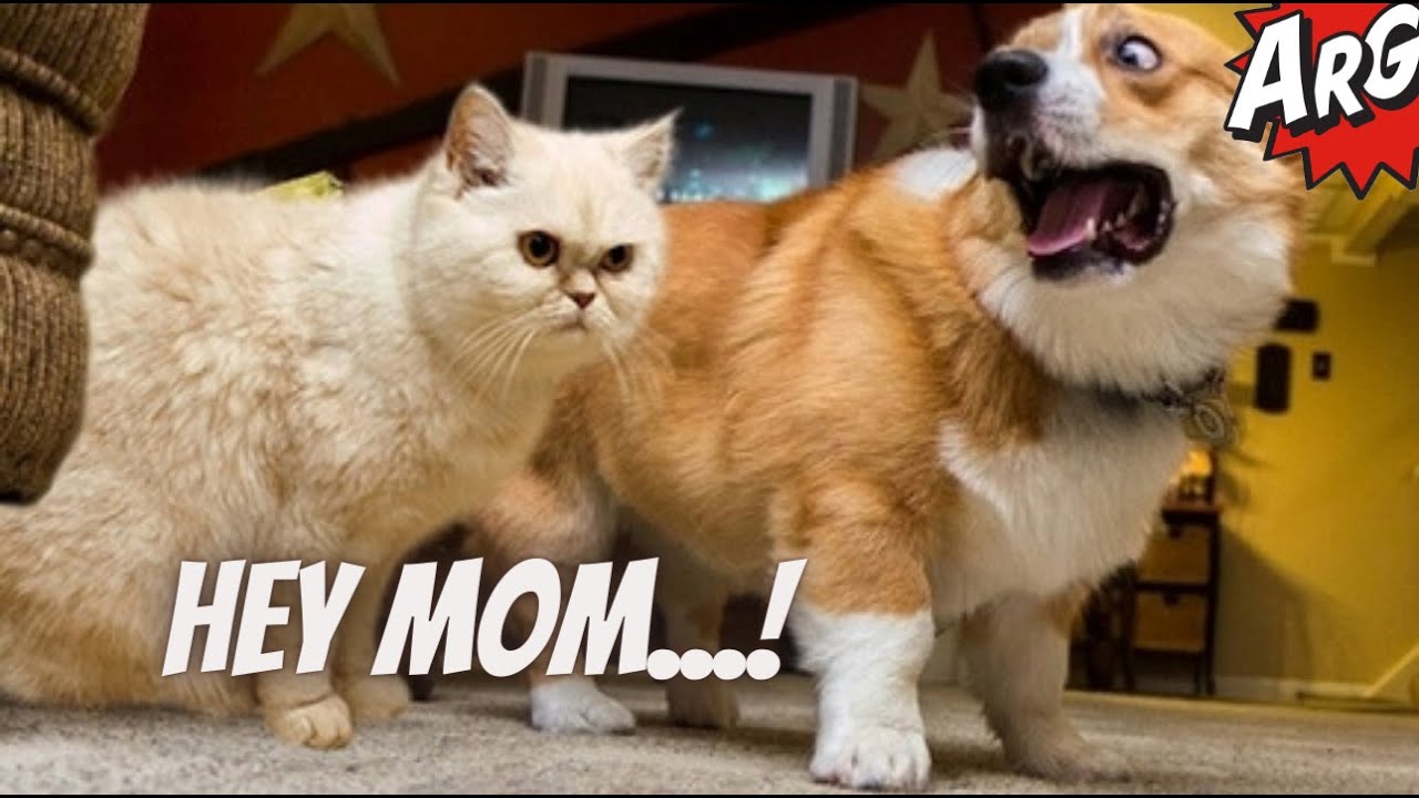 Most shared Video of Cute and Funny Pets🐾when Angry cats bullying dogs ...