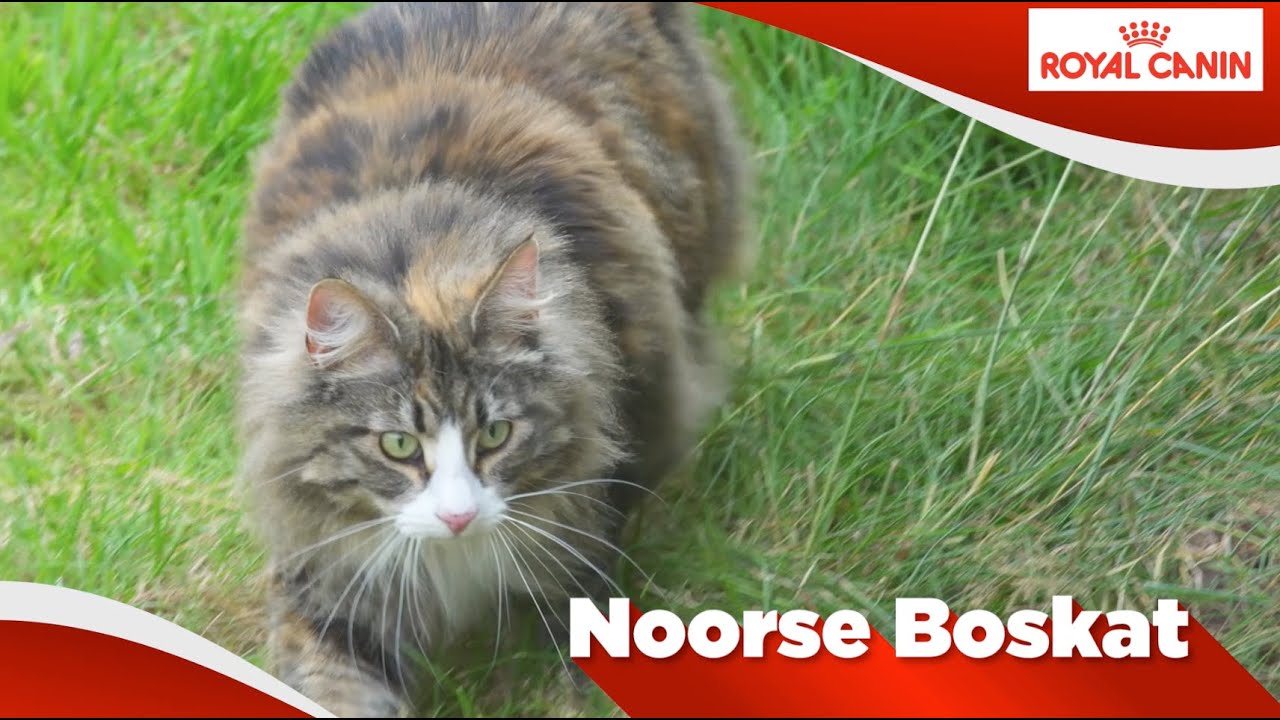 Noorse Boskat - YouTube