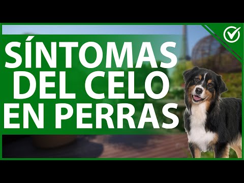 🐩 Celo en Perras - Síntomas, Etapas, Duración y todo lo que Tienes que Saber 🐩🔴