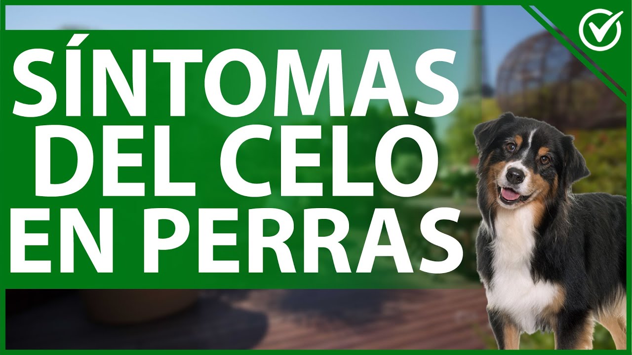 Cuando Una Perra Esta En Celo Cuales Son Los Sintomas