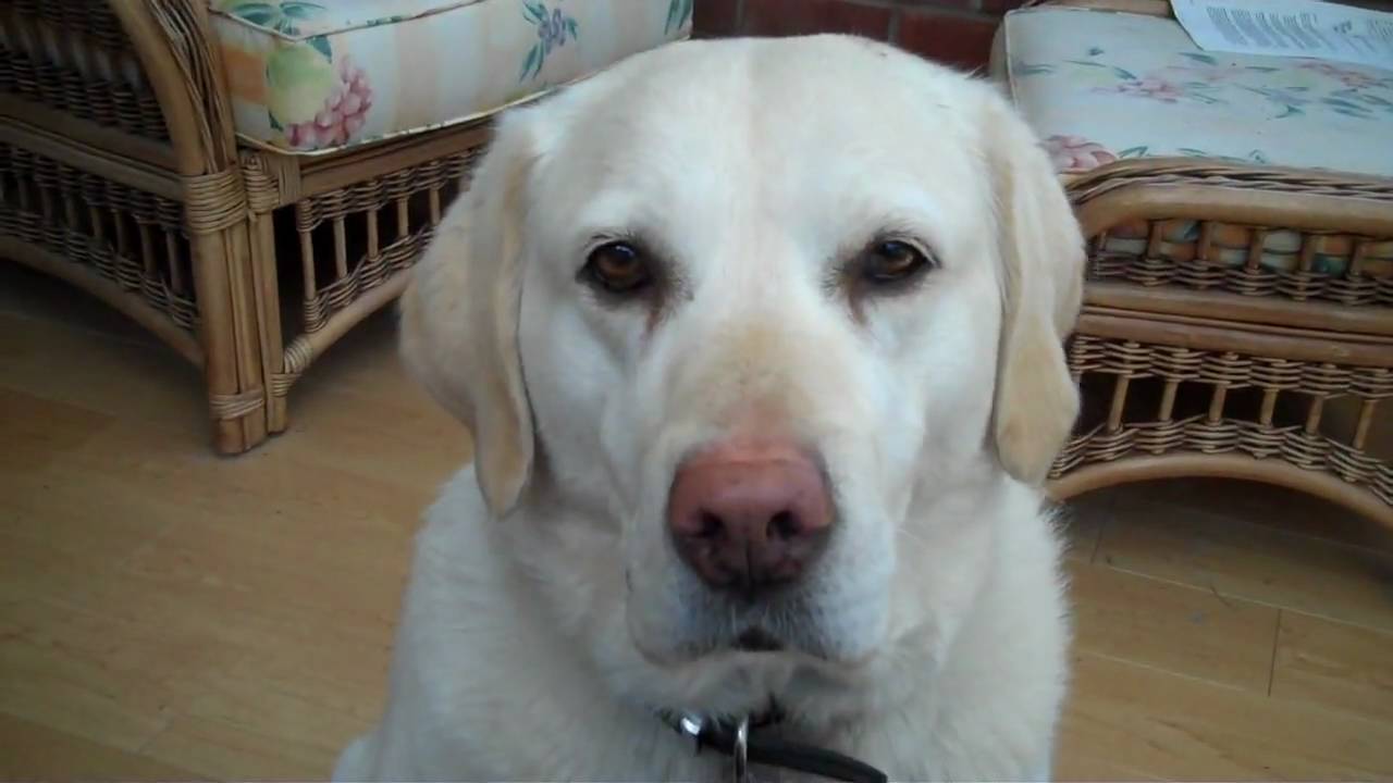 Lucy the labrador - YouTube