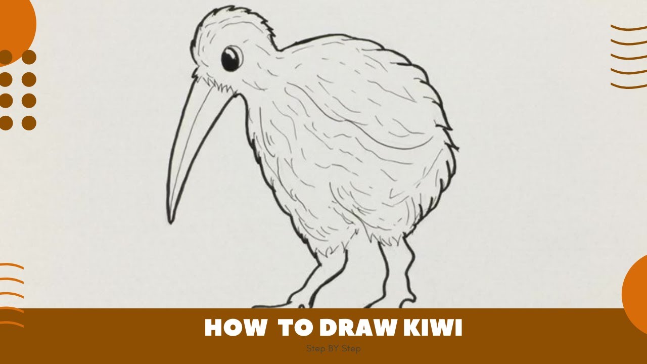 How to Draw Kiwi Easy | Bird - YouTube
