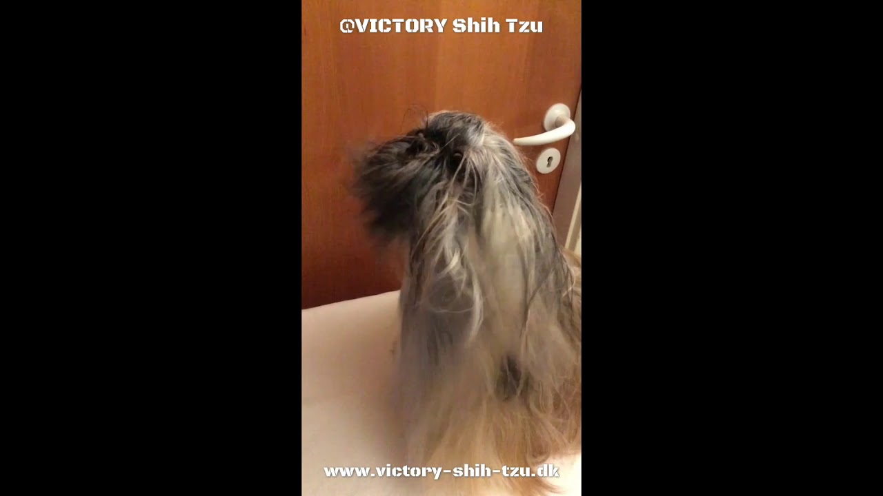 VICTORY Shih Tzu's Lina-Valentina -Blowdrying Lina-Valentina - YouTube