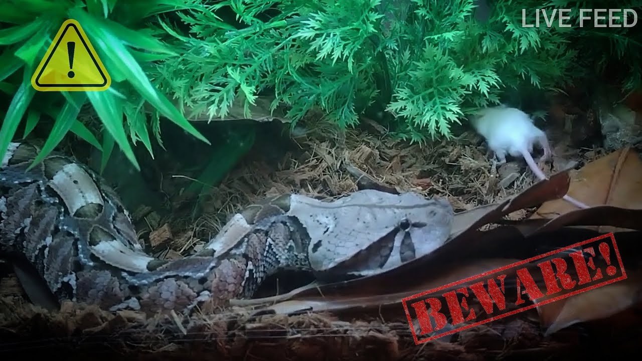 Live Feeding Strike Compilation: *WARNING* LIVE FEED - YouTube