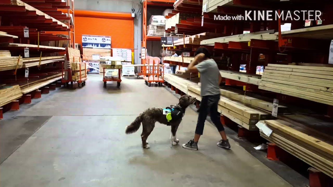 Service Dog Task: "Get Help" - YouTube