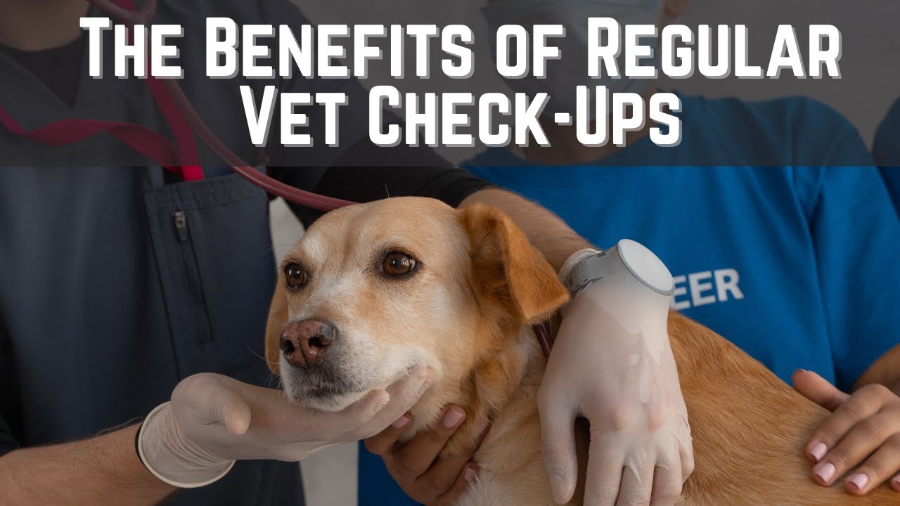 The Benefits of Regular Vet Check-Ups: Preventing Health Issues Before ...