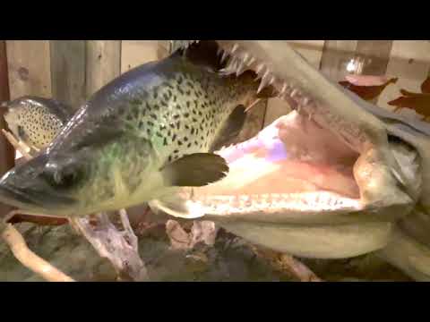 Gar fish bears deer fawn moose bucks wildlife fishing nature outdoor ...