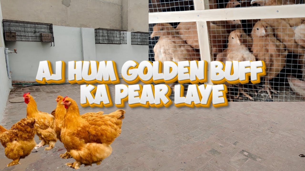 Aj Hum Golden Buff Ka Pear Laye - YouTube