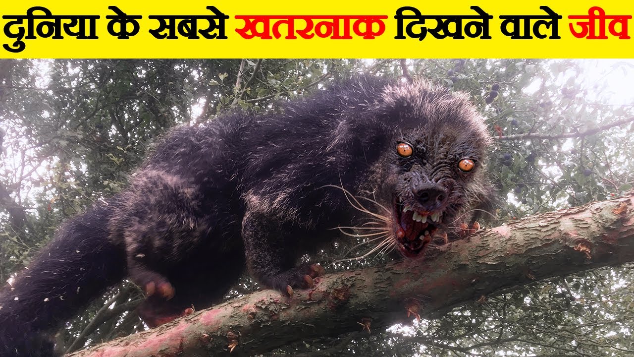 दुनिया के सबसे भयानक दिखने वाले जानवर | Most Scariest Animals In The ...