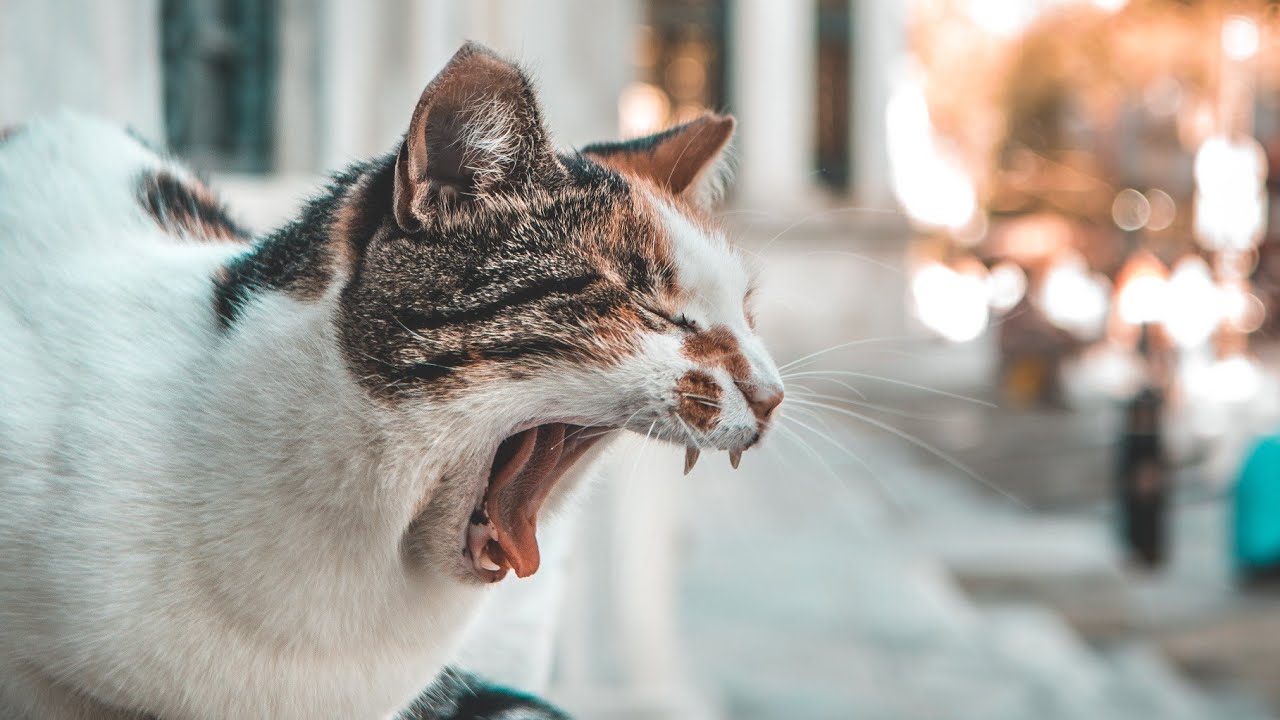 is very incredible Cat vs Mouse{Pertarungan sengit 🐈 kucing vs 🐀 Tikus ...