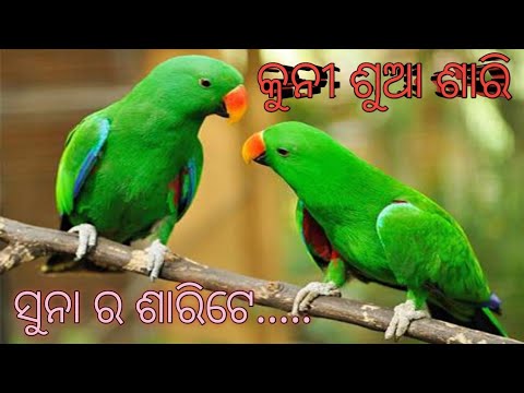 କୁନି ଶୁଆ ଶାରି suatus video.. saraga parite suna ra sarite song(status)❤❤