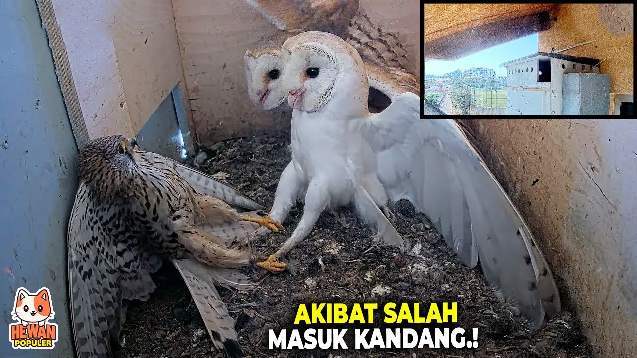 Beginilah Akibatnya Jika Burung Hantu Marah! Inilah 6 Pertarungan ...