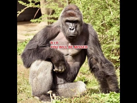 Harambe's REVENGE (Fail)|Overwatch Winton Gameplay - YouTube