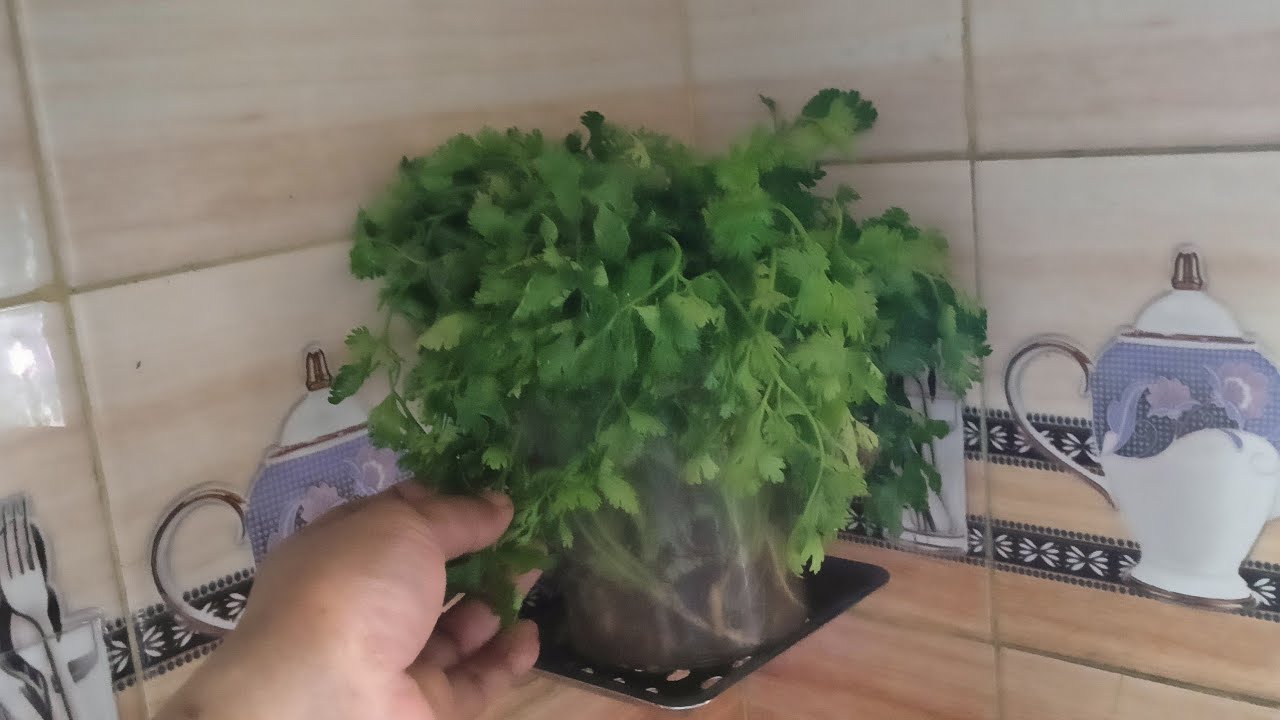 Assalamualaikum Good night Afroz Kitchen and Vlogs is live! - YouTube