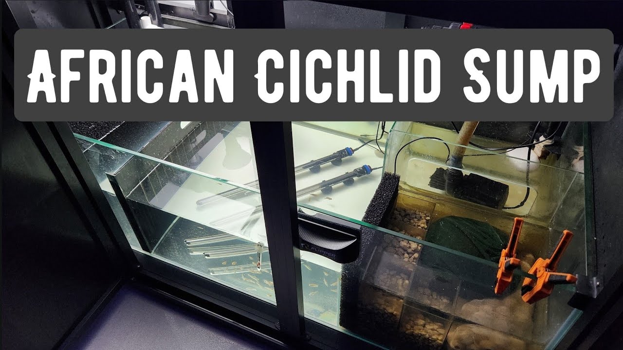 African Cichlid Basic Sump Setup in CADE 2100 Aquarium (Low Maintenance ...