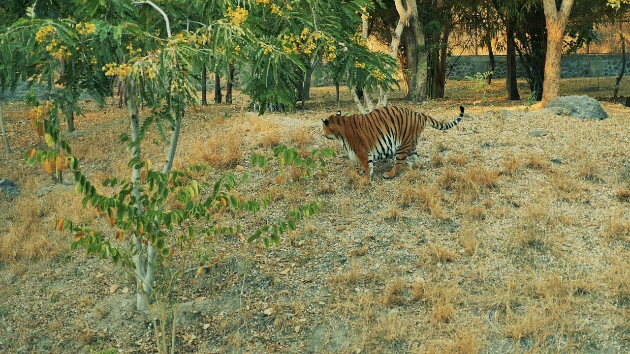 Indian Tiger Poo Time in Rajkot Zoo Gujarat India - YouTube