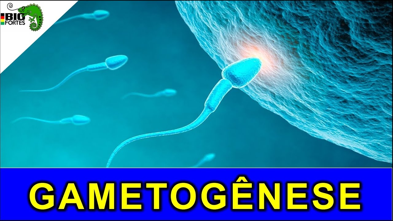 GAMETOGÊNESE: FORMAÇÃO DOS GAMETAS - YouTube