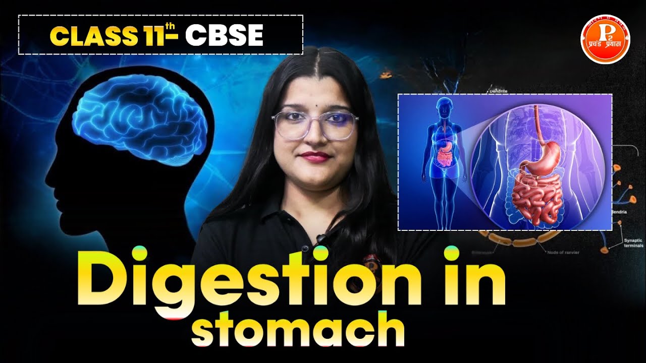 Digestion in stomach class 11 : Science | Digestive System in ONE SHOT ...
