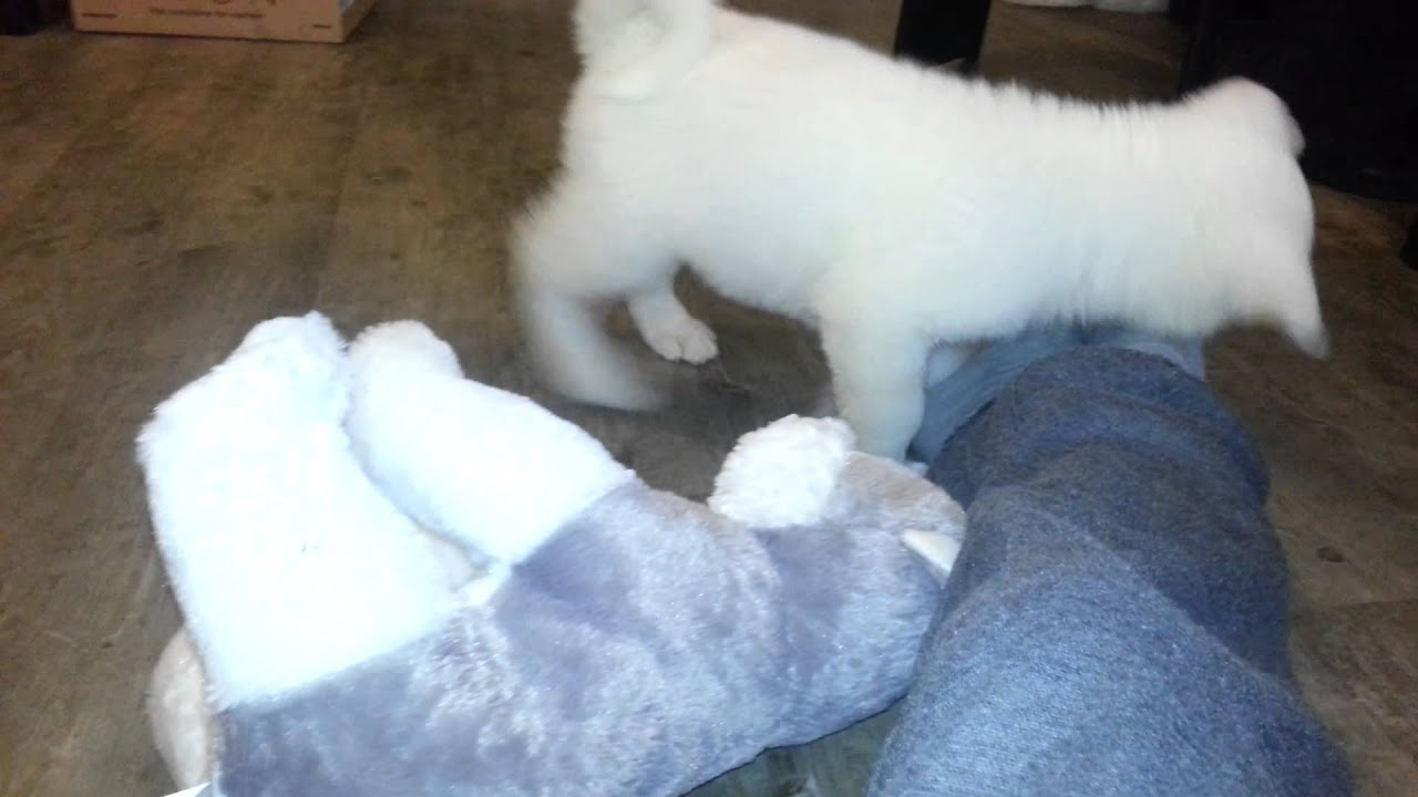 8week akita Foot bite - YouTube