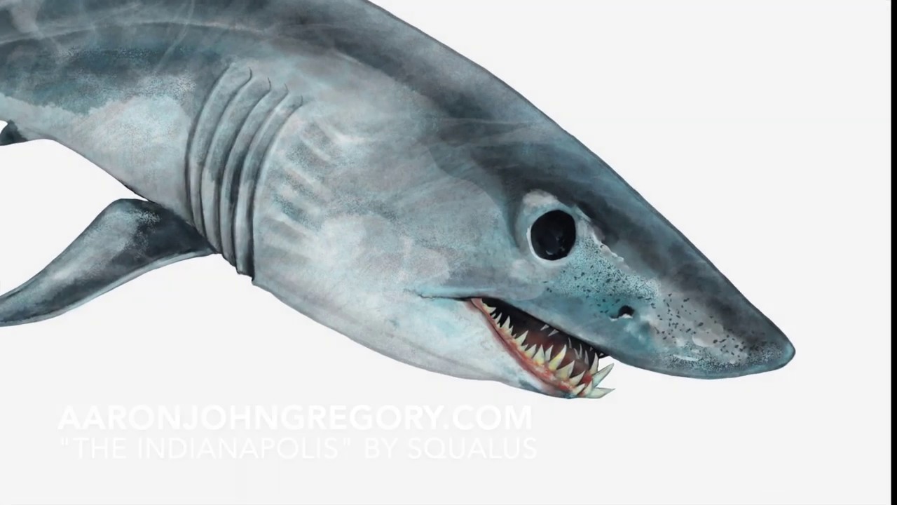 Shortfin Mako Shark Digital Painting Layer Animation - YouTube
