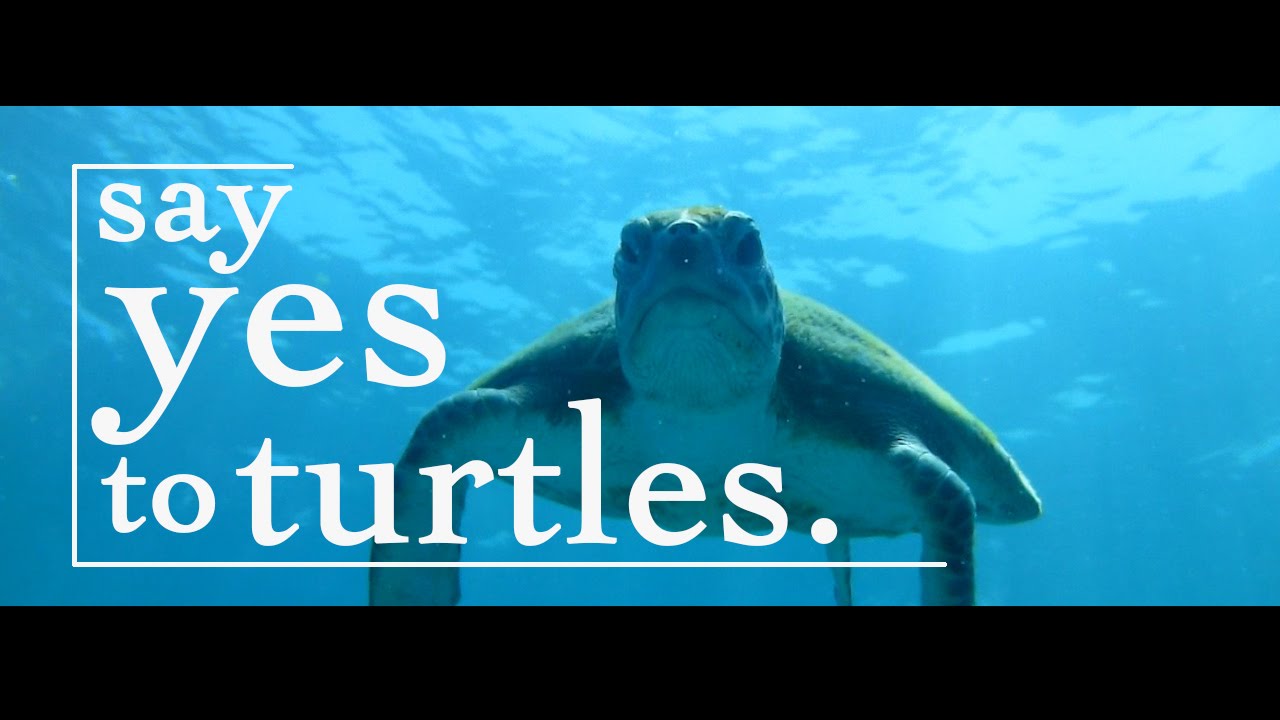 Say Yes to Turtles. - YouTube