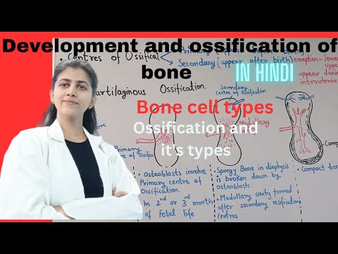 Development and ossification of bone|| Bone cell types || ossification ...