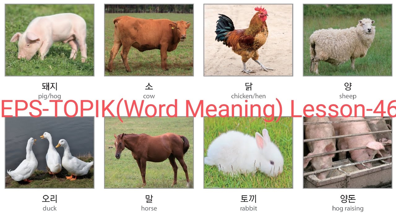 EPS-TOPIK(Word Meaning) Lesson-46 - YouTube
