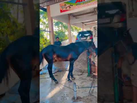 Cute horse in front of slaughter in Indonesia