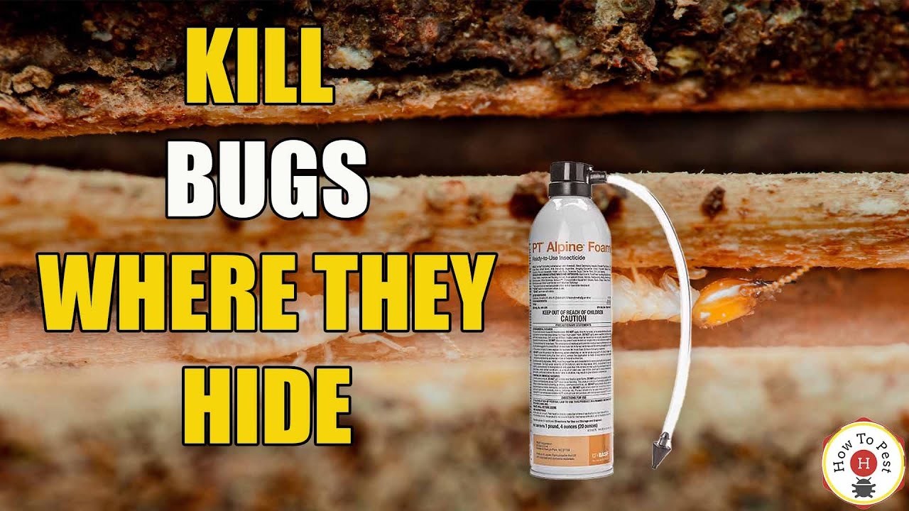 DIY Termite Control? Alpine WSG Secrets Revealed! [2024 Guide ...