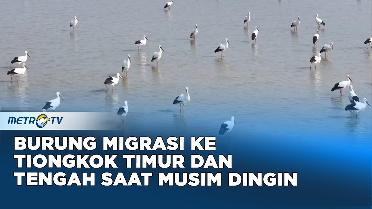 Burung Migrasi ke Tiongkok Timur dan Tengah saat Musim Dingin - YouTube