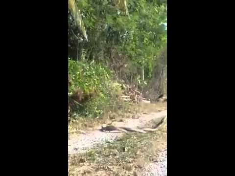 PİTON YILANI KAVGASI