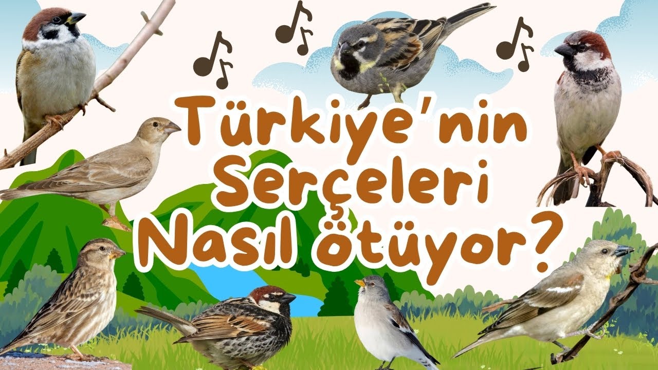 Türkiye’nin Serçeleri | Sparrows in Turkey - YouTube
