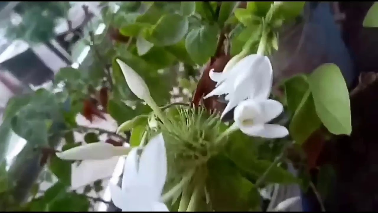 Jai flower| jasmine flower - YouTube