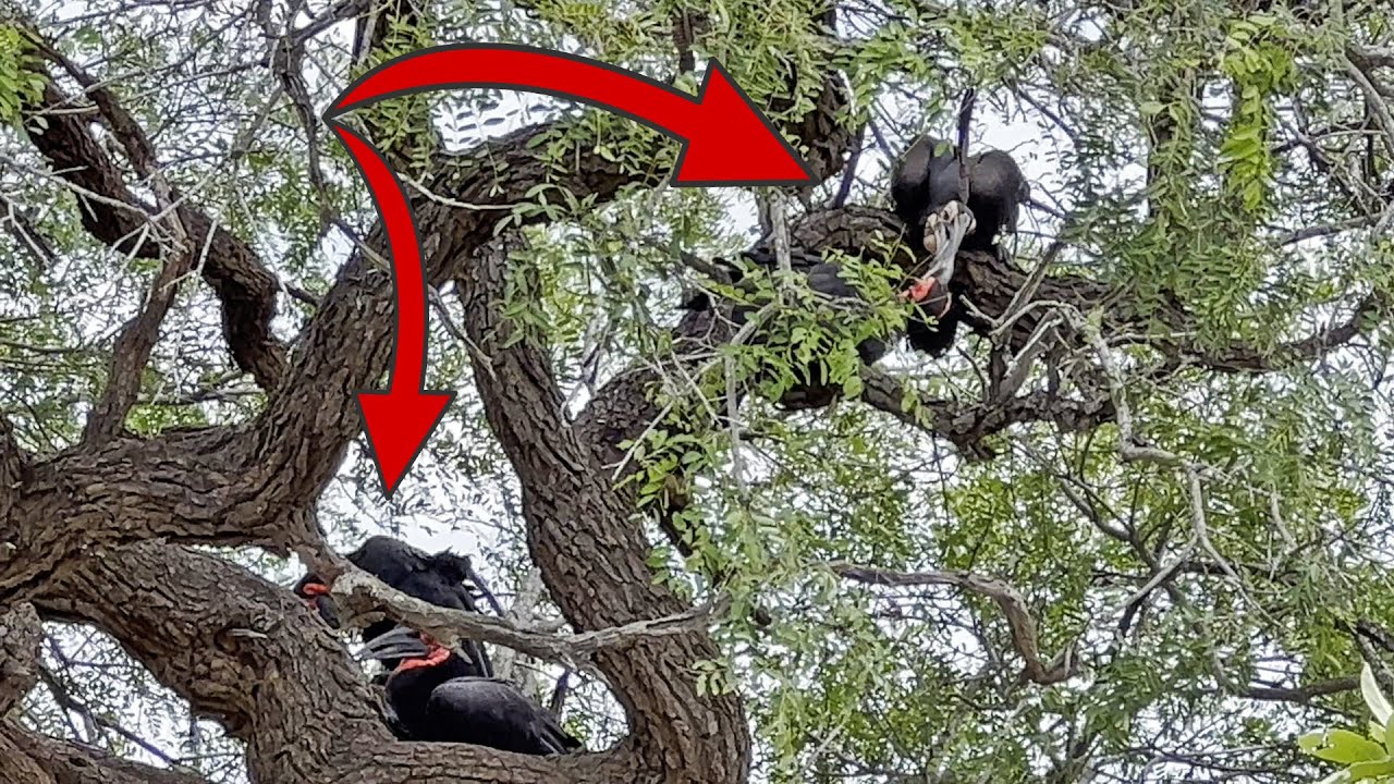 5 Ground Hornbills Huddle in a Tree - YouTube