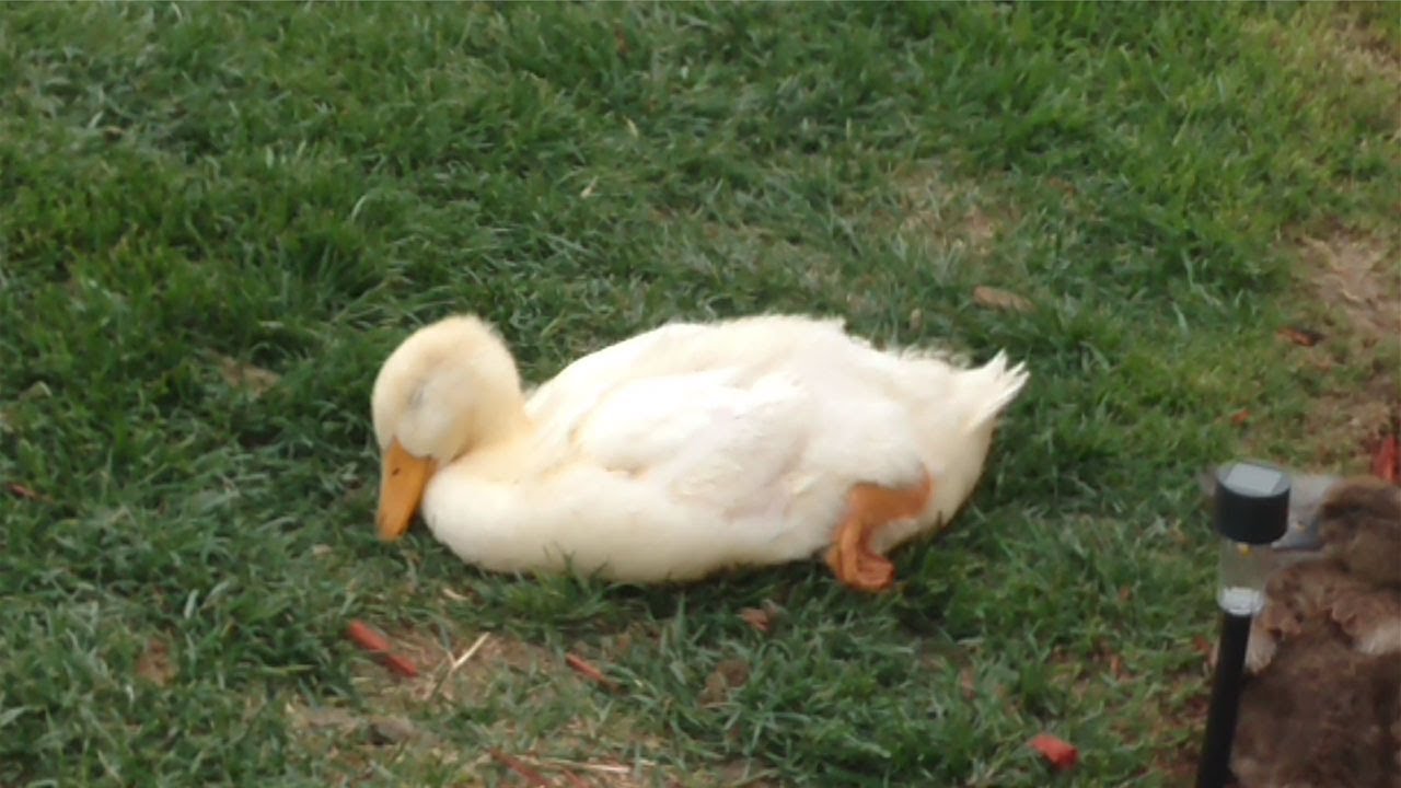 Recording Duck Right As He Wakes Up *Very Cute* - YouTube