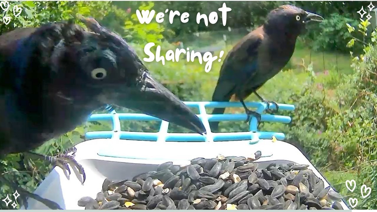 Birds Swarm Feeder for Epic Meal - The usual bird shenanigans - YouTube