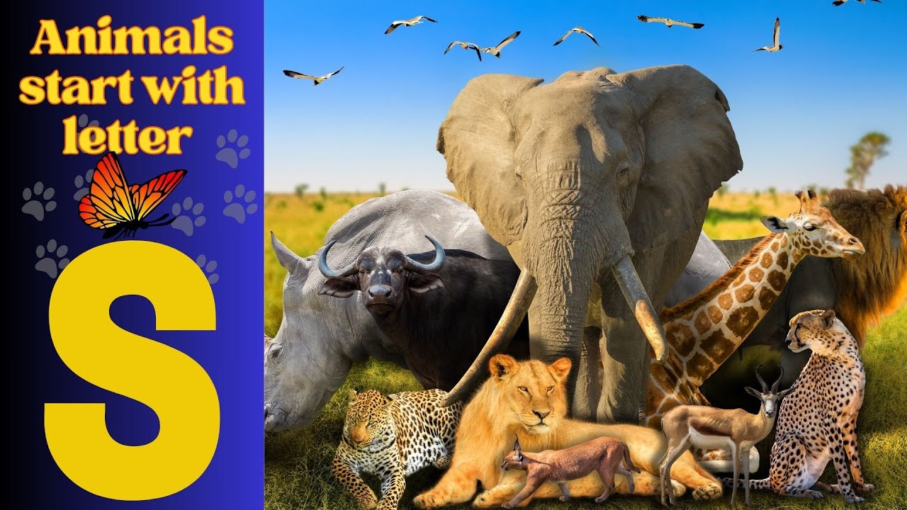 Animals Starting With S| Learn Animal Words That Start With Letters S # ...